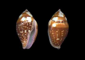 蛾螺总科 Buccinacea 蓝色动物学（中国动物学科普）